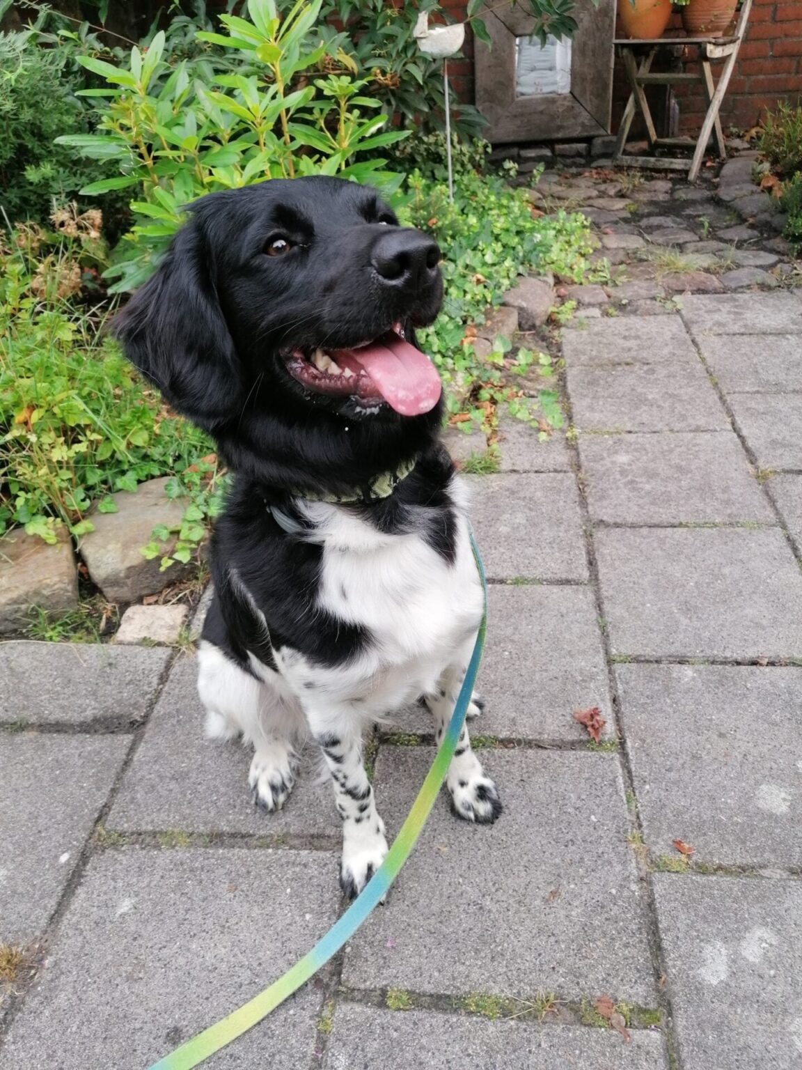 Stichting Zino - Herplaatsing en bemiddeling honden