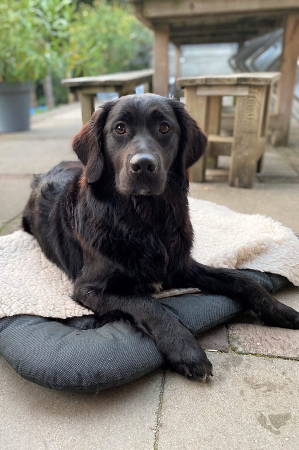 Friese stabij x golden retriever Archieven - Stichting Zino